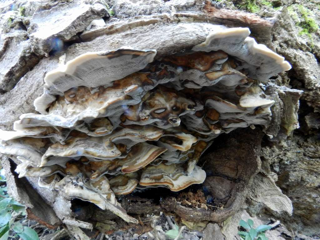 Polyporaceae sp. , Natura Mediterraneo | Forum Naturalistico
