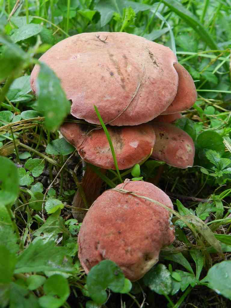 Xerocomus sp , Natura Mediterraneo | Forum Naturalistico