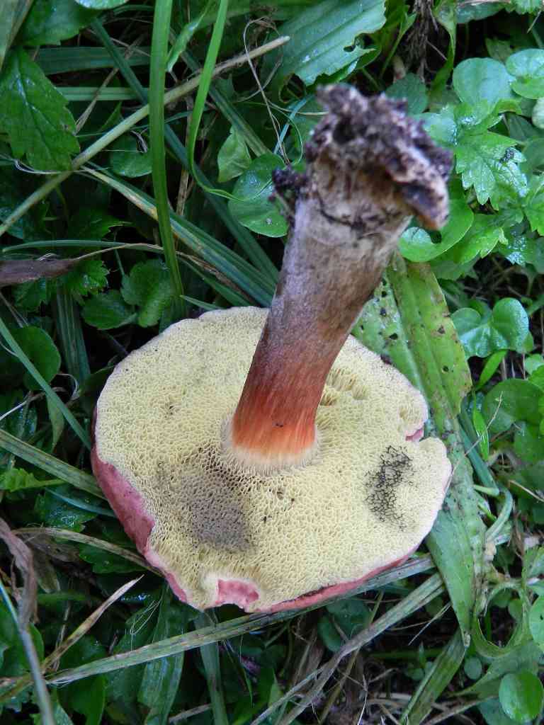 Xerocomus sp , Natura Mediterraneo | Forum Naturalistico