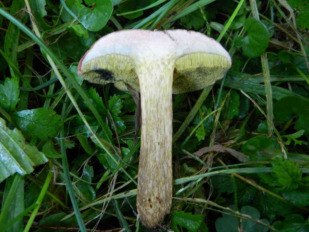 Xerocomus sp , Natura Mediterraneo | Forum Naturalistico