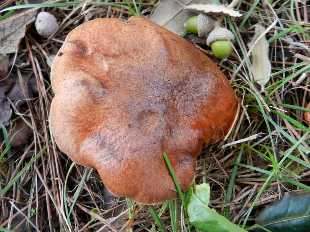 Suillus sp. ? , Natura Mediterraneo | Forum Naturalistico