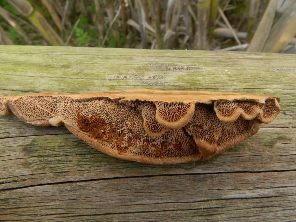 Polyporaceae sp. , Natura Mediterraneo | Forum Naturalistico