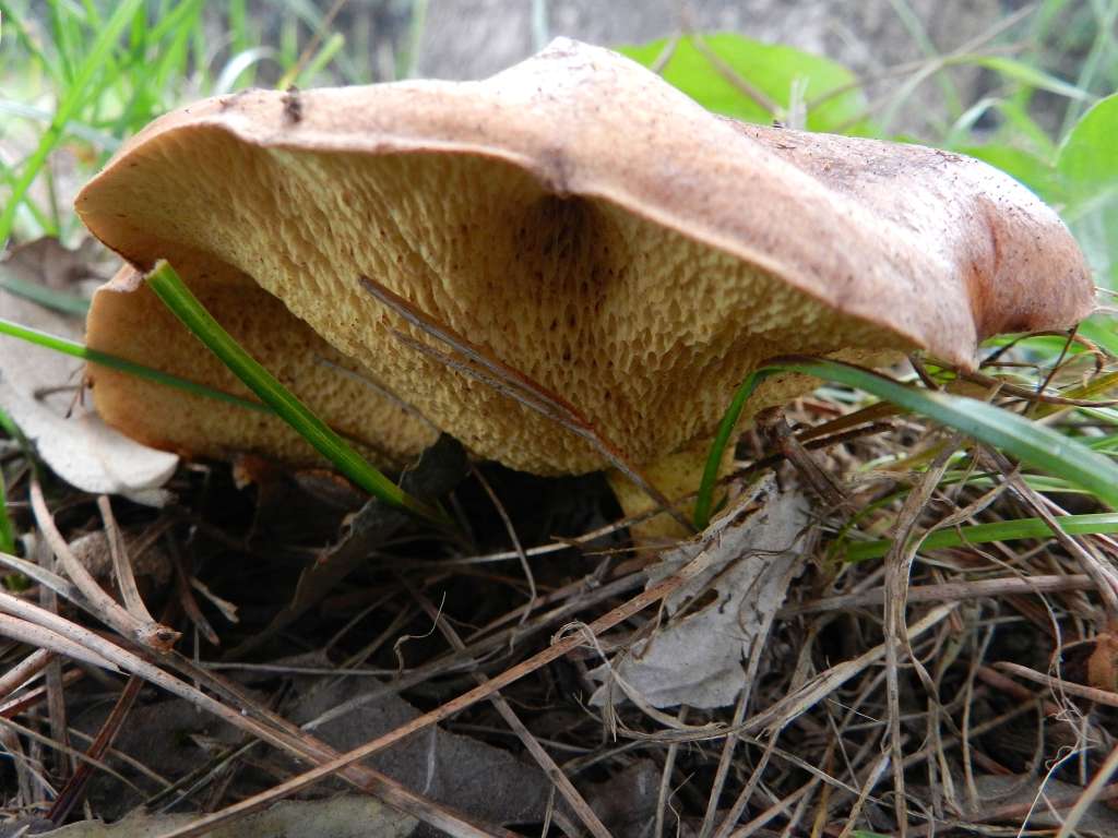 Suillus sp. ? , Natura Mediterraneo | Forum Naturalistico