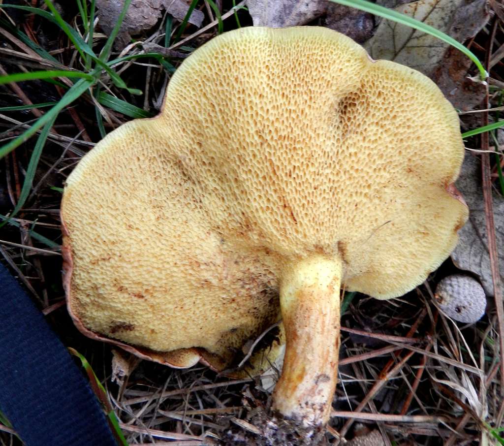 Suillus sp. ? , Natura Mediterraneo | Forum Naturalistico
