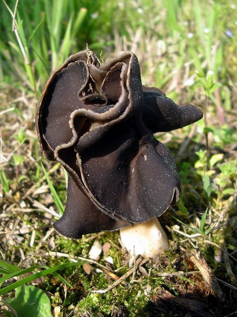 Helvella sp. da identificare , Natura Mediterraneo | Forum Naturalistico
