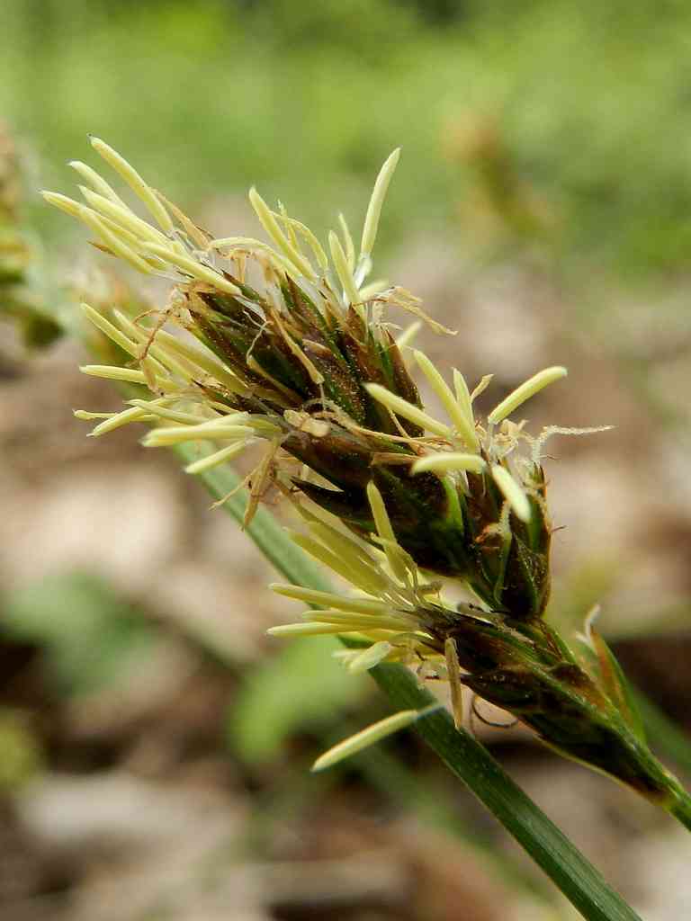 Cyperaceae sp. , Natura Mediterraneo | Forum Naturalistico