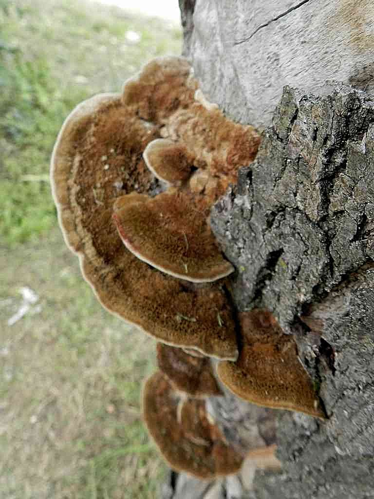 Polyporaceae sp. , Natura Mediterraneo | Forum Naturalistico