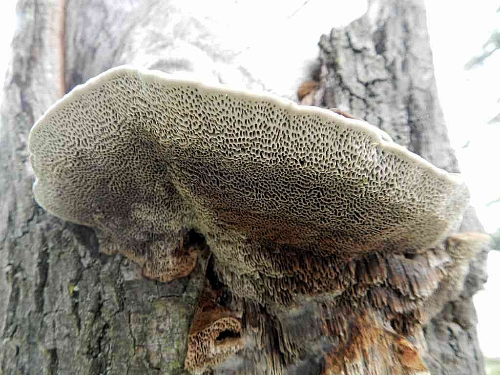 Polyporaceae sp. , Natura Mediterraneo | Forum Naturalistico