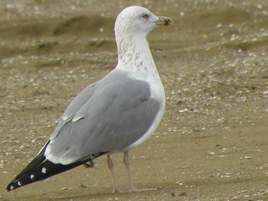 Gabbiani reali , Natura Mediterraneo | Forum Naturalistico