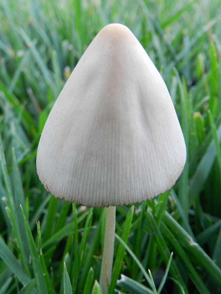 Coprinus sp. ? , Natura Mediterraneo | Forum Naturalistico
