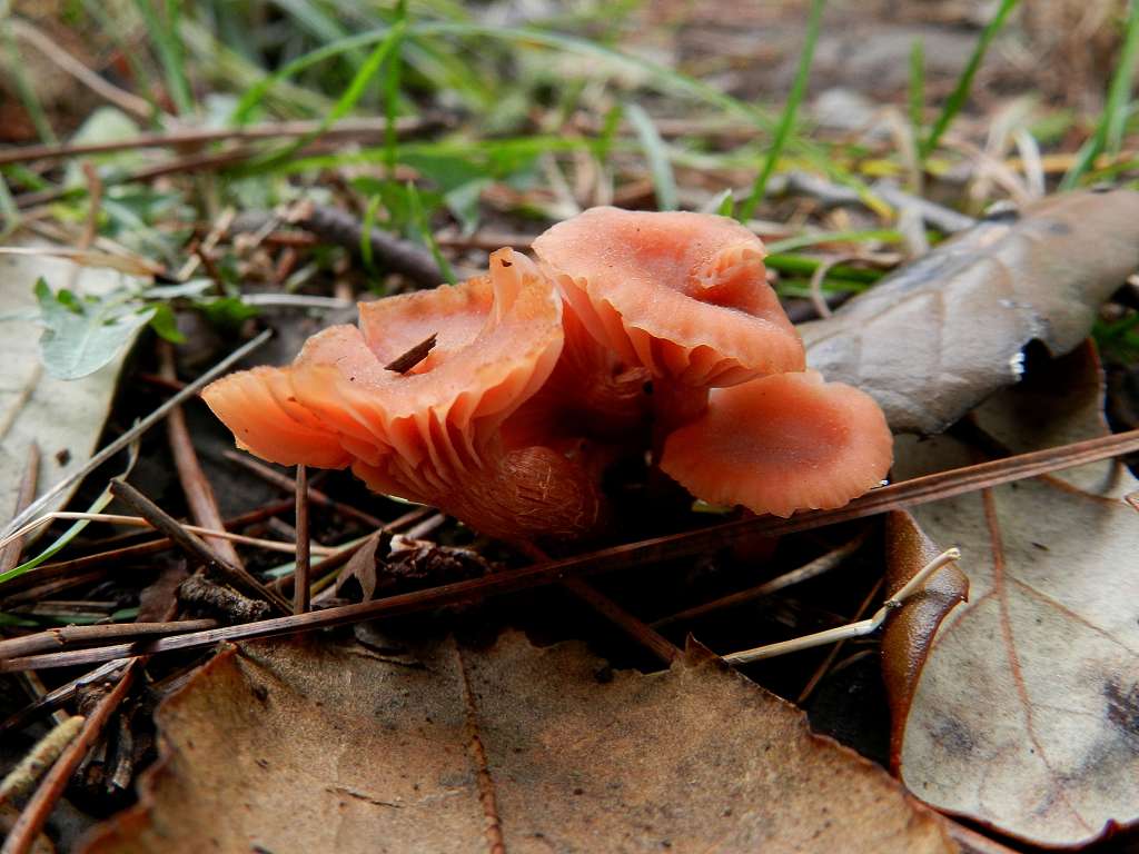 Laccaria sp. , Natura Mediterraneo | Forum Naturalistico
