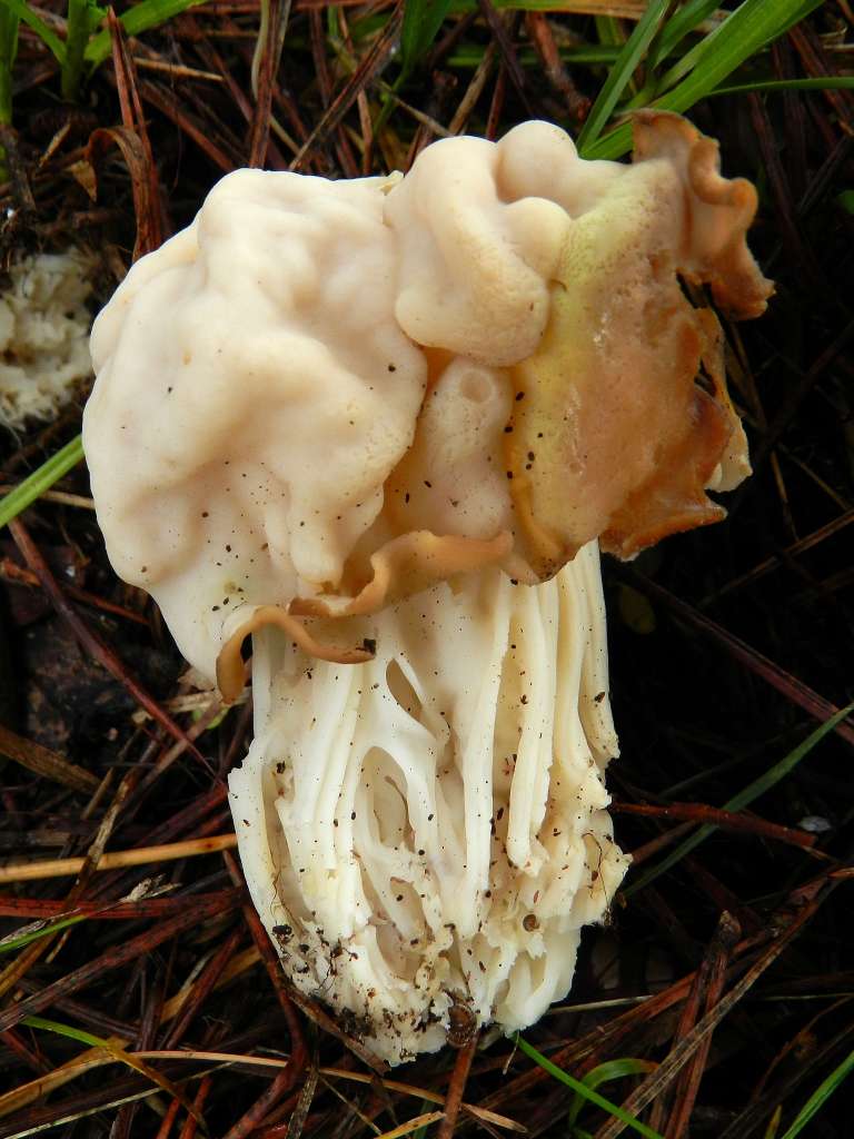 Helvella sp. , Natura Mediterraneo | Forum Naturalistico