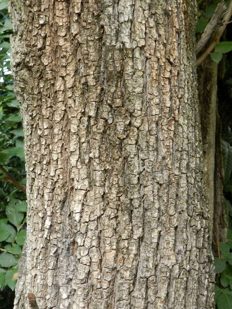 Ulmus sp. ? , Natura Mediterraneo | Forum Naturalistico