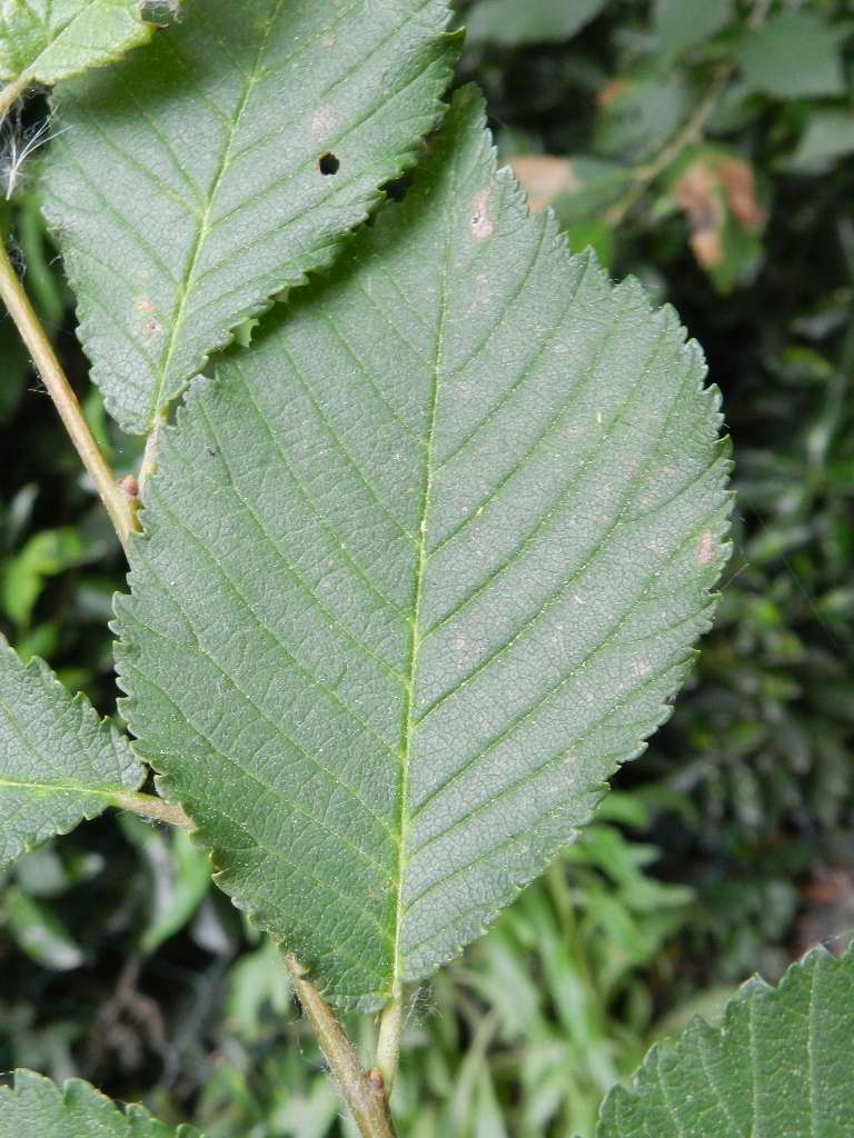 Ulmus sp. ? , Natura Mediterraneo | Forum Naturalistico