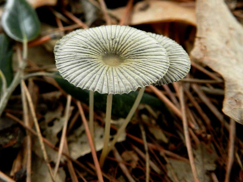 Coprinus sp. , Natura Mediterraneo | Forum Naturalistico