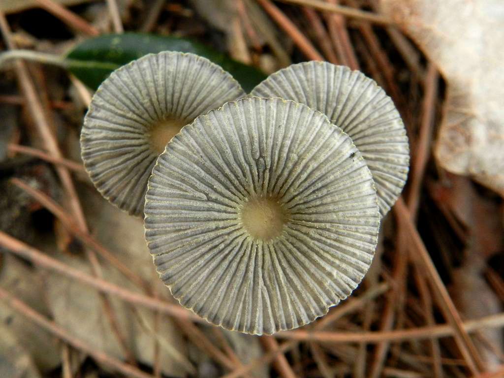 Coprinus sp. , Natura Mediterraneo | Forum Naturalistico