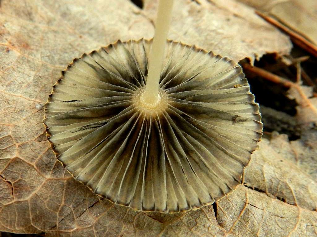 Coprinus sp. , Natura Mediterraneo | Forum Naturalistico