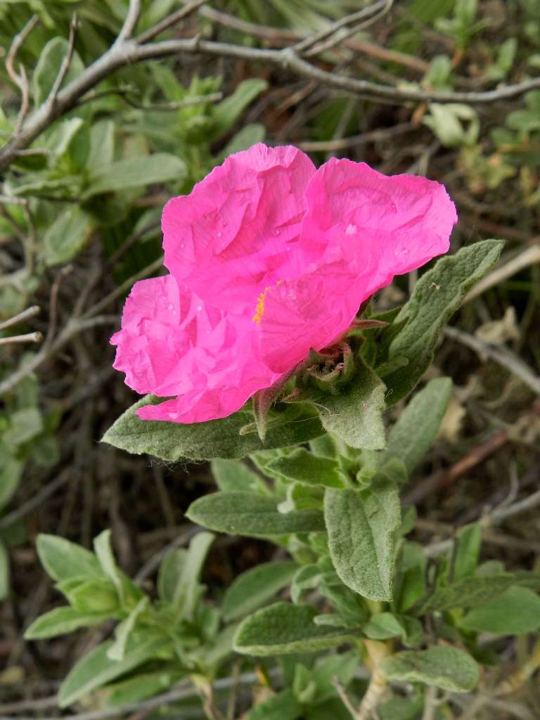 Cistus sp. , Natura Mediterraneo | Forum Naturalistico