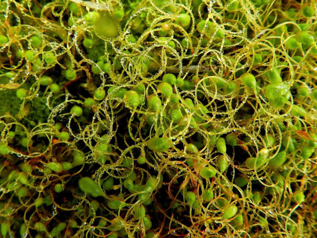 Muschio da determinare , Natura Mediterraneo | Forum Naturalistico