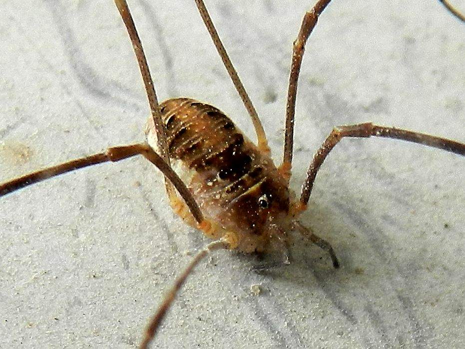 Opilio canestrinii (Phalangiidae) , Natura Mediterraneo | Forum ...