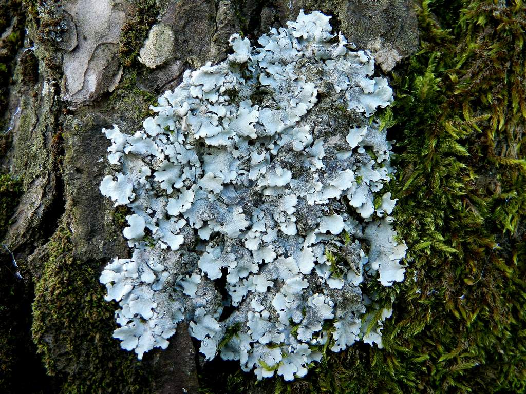 Physcia sp. , Natura Mediterraneo | Forum Naturalistico