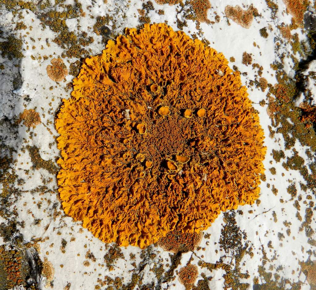 Caloplaca sp. , Natura Mediterraneo | Forum Naturalistico