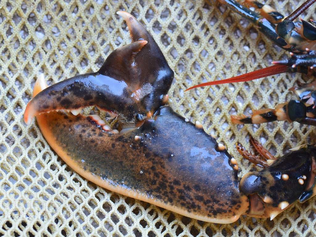 Homarus gammarus , Natura Mediterraneo | Forum Naturalistico