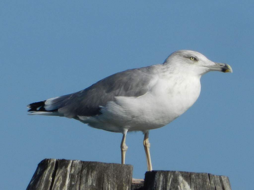 Gabbiani reali , Natura Mediterraneo | Forum Naturalistico