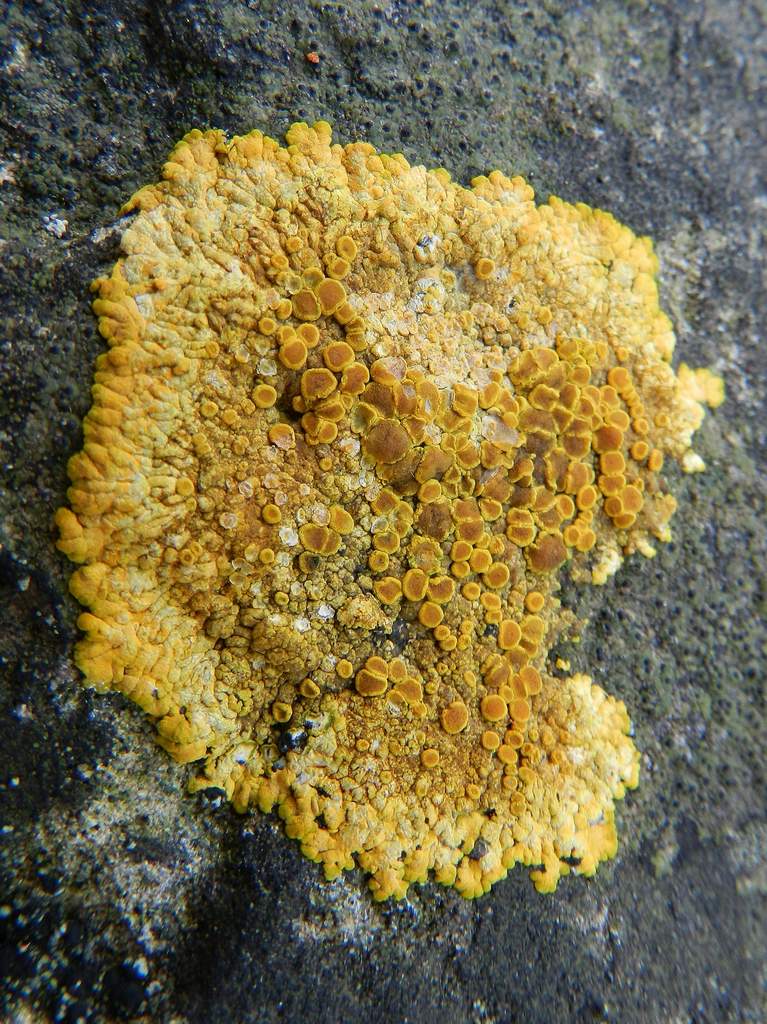 Caloplaca sp. , Natura Mediterraneo | Forum Naturalistico