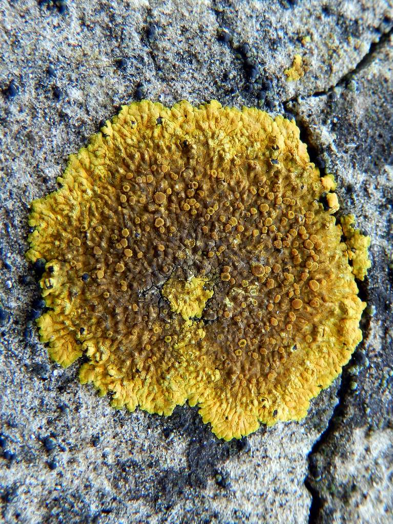 Caloplaca sp. , Natura Mediterraneo | Forum Naturalistico