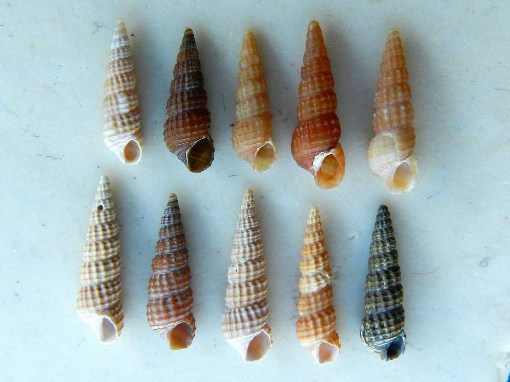 Cerithiidae sp. da identificare , Natura Mediterraneo | Forum Naturalistico