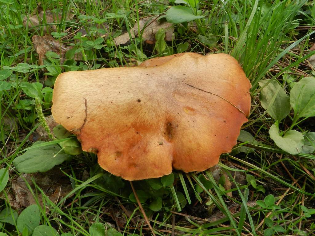 Suillus sp. da identificare , Natura Mediterraneo | Forum Naturalistico