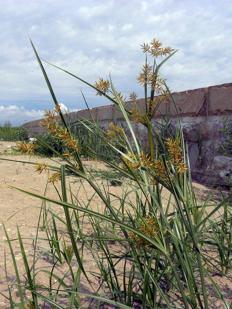 Cyperus sp. , Natura Mediterraneo | Forum Naturalistico