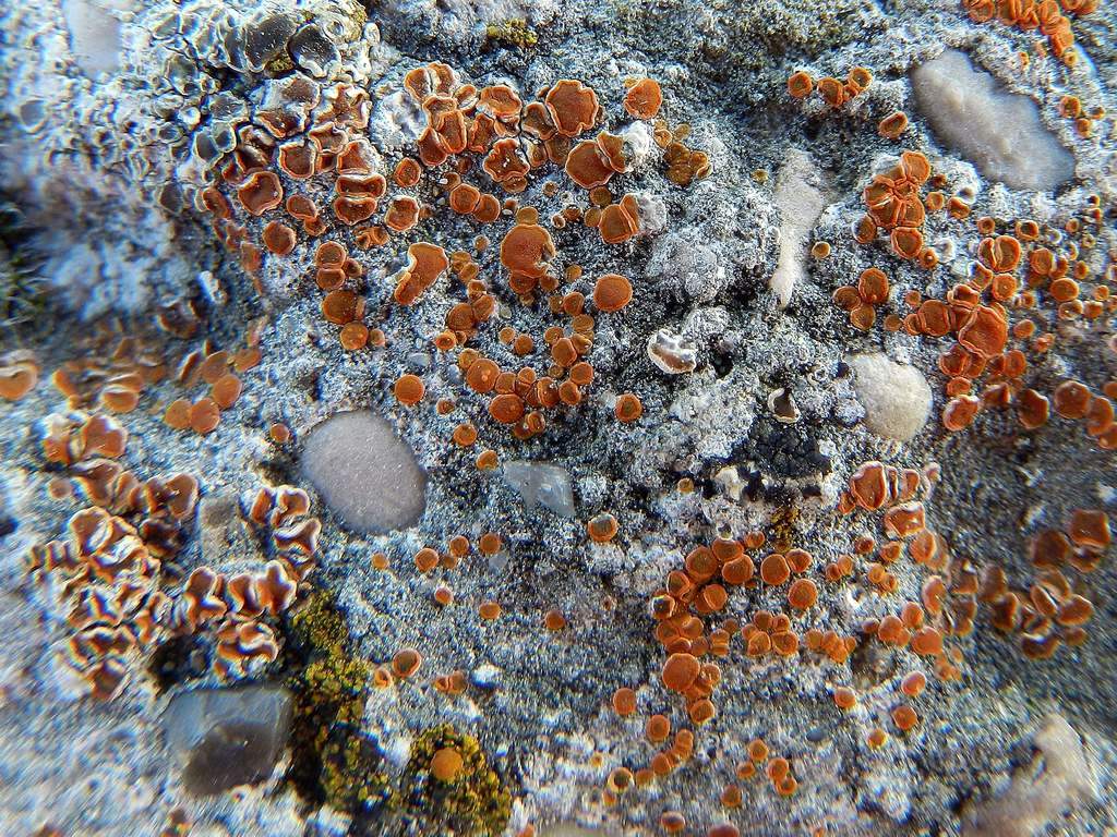 Caloplaca sp. , Natura Mediterraneo | Forum Naturalistico