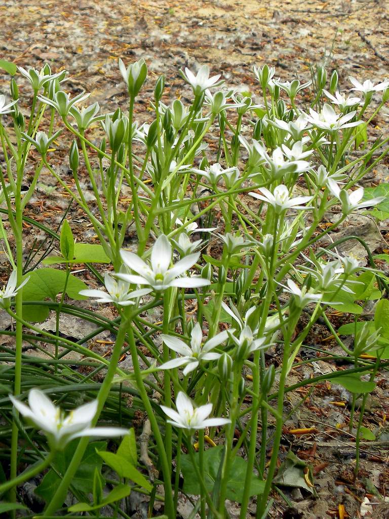 Ornithogallum sp. , Natura Mediterraneo | Forum Naturalistico