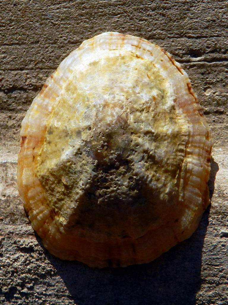 Patella sp. da identificare , Natura Mediterraneo | Forum Naturalistico