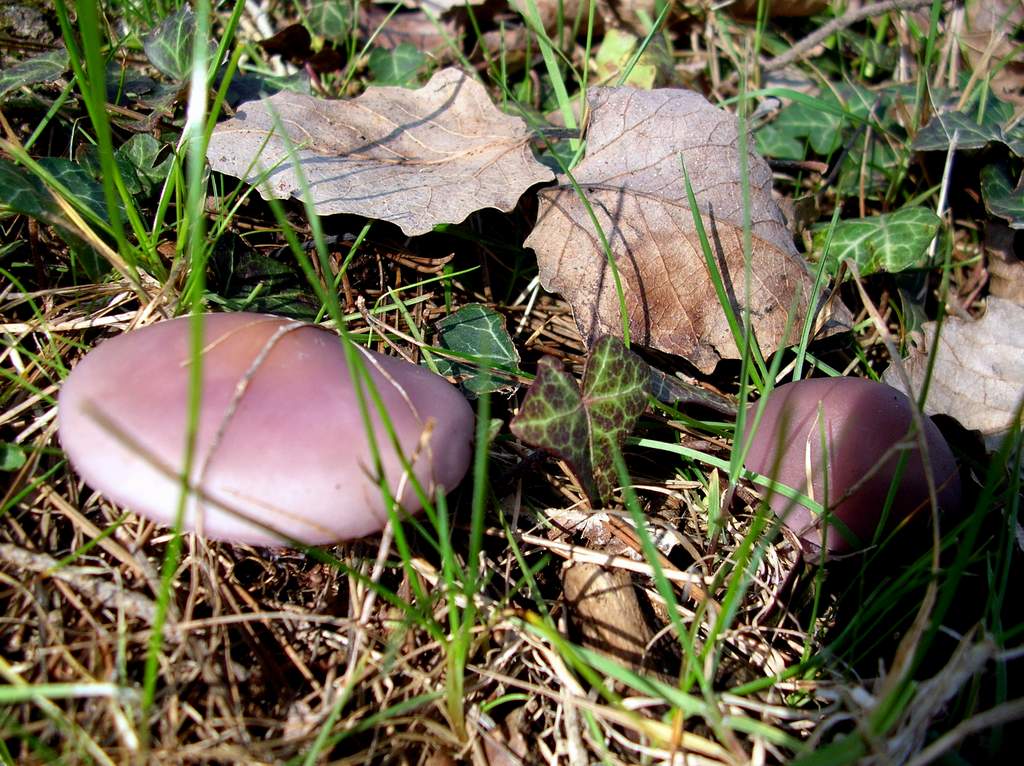 Lepista sordida ? , Natura Mediterraneo | Forum Naturalistico