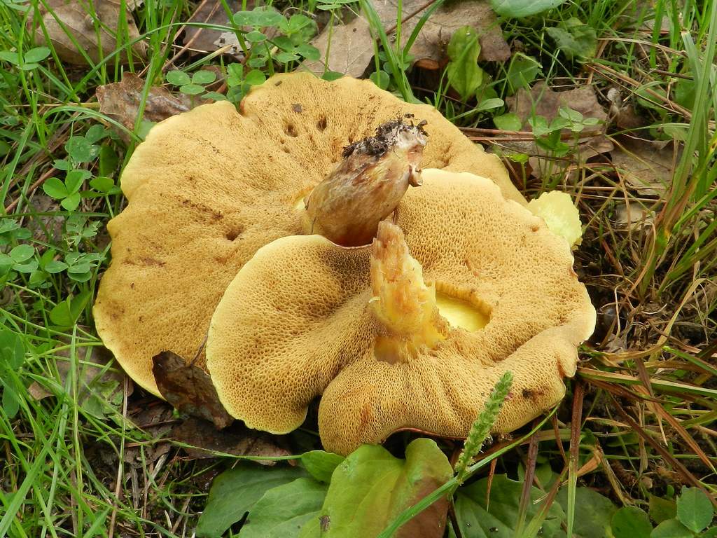 Suillus sp. da identificare , Natura Mediterraneo | Forum Naturalistico