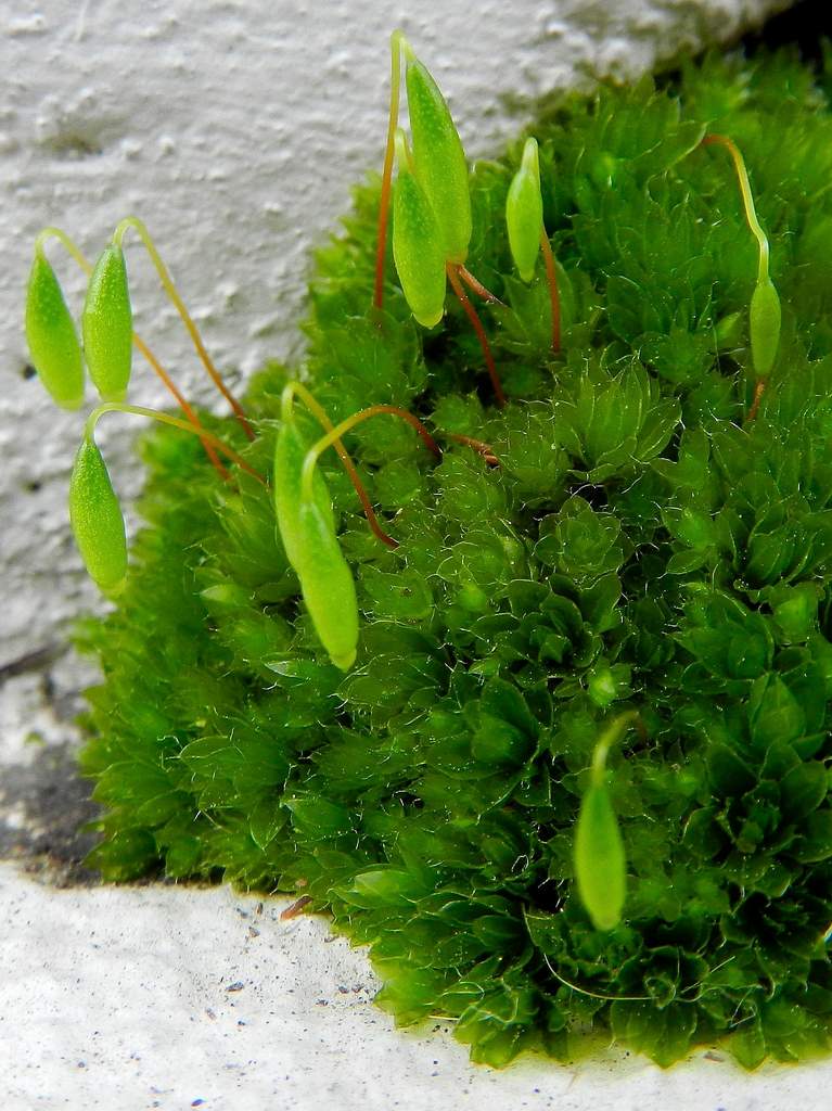 Bryum sp. ? , Natura Mediterraneo | Forum Naturalistico