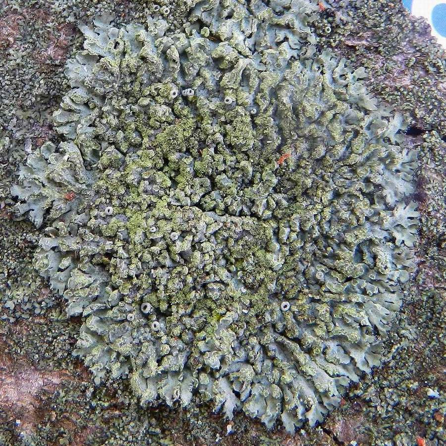 Parmelia ssp. ? , Natura Mediterraneo | Forum Naturalistico