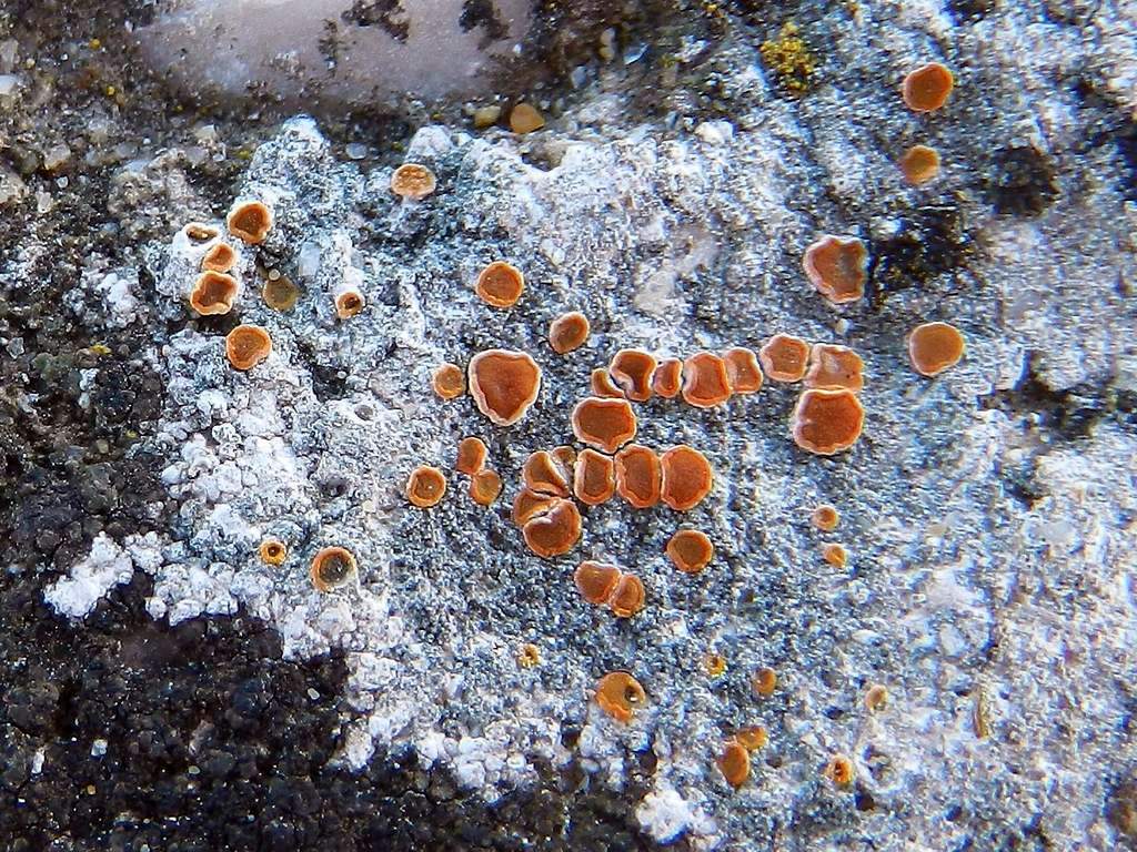 Caloplaca sp. , Natura Mediterraneo | Forum Naturalistico