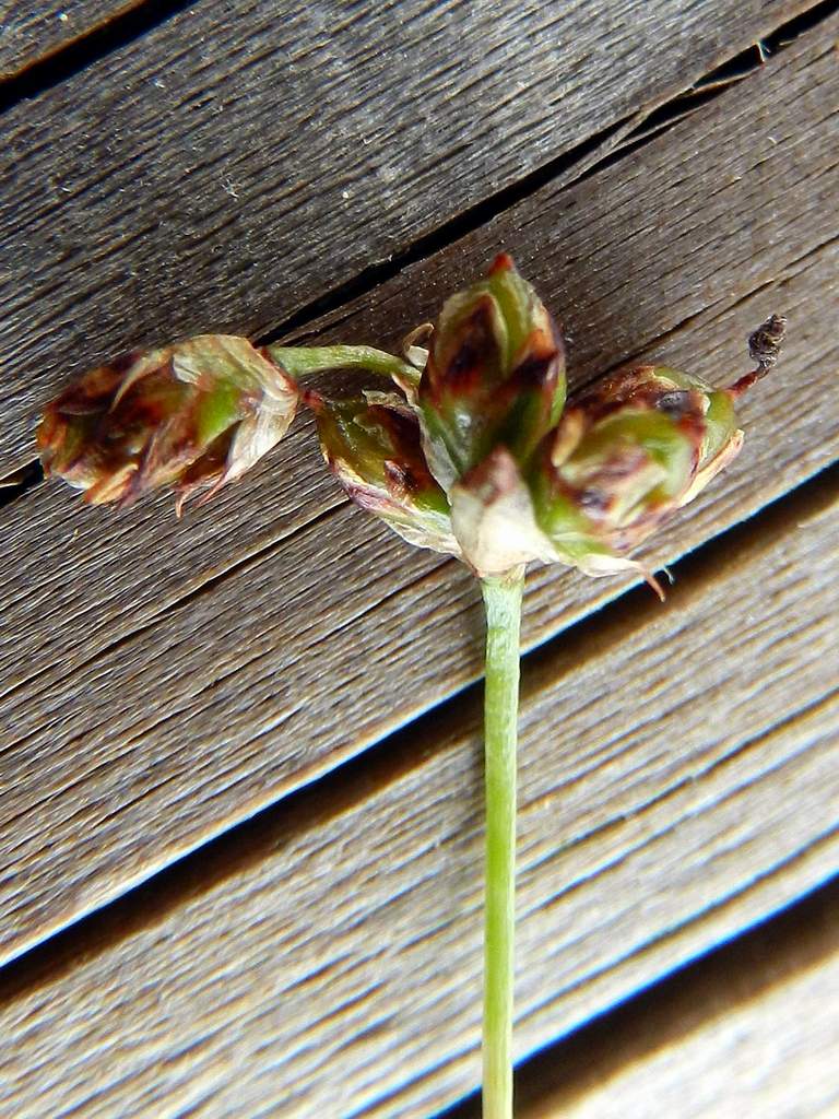 Juncus acutus , Natura Mediterraneo | Forum Naturalistico
