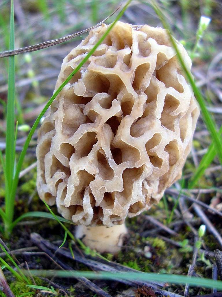 Morchella vulgaris , Natura Mediterraneo | Forum Naturalistico