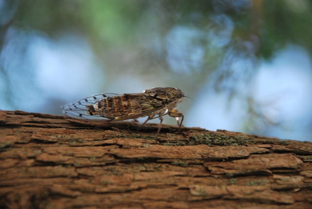 Cicale , Natura Mediterraneo | Forum Naturalistico