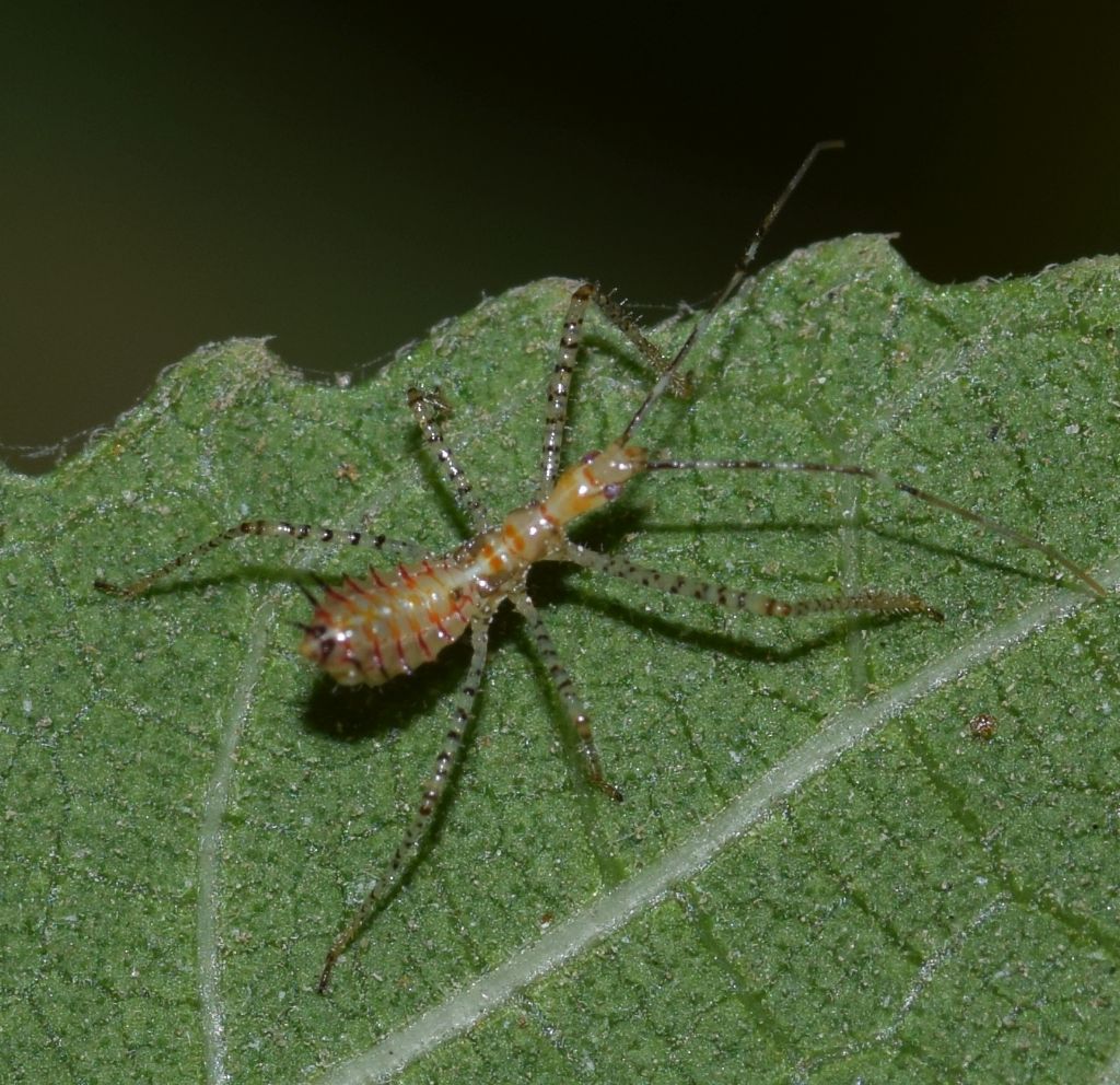Reduviidae: Zelus renardii (Kolenati, 1857) , Natura Mediterraneo ...