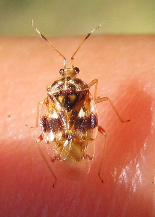 Miridae: Stethoconus pyri from Turkey , Natura Mediterraneo | Forum ...