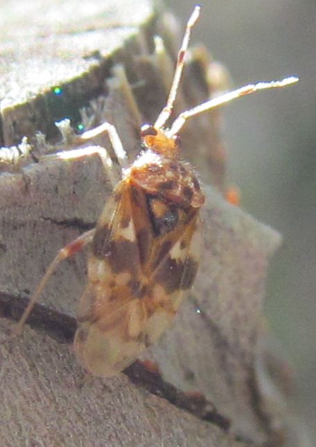 Miridae: Stethoconus pyri from Turkey , Natura Mediterraneo | Forum ...
