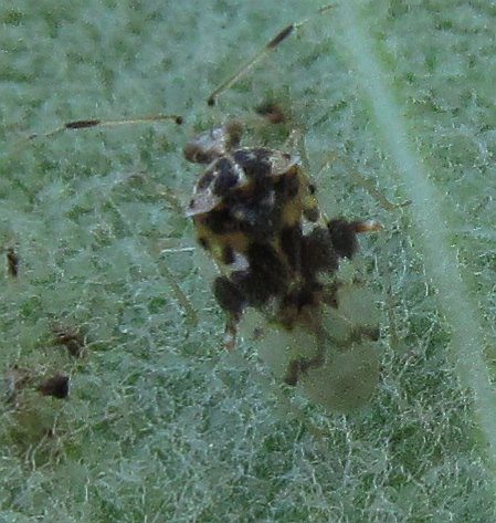 Miridae: Stethoconus pyri from Turkey , Natura Mediterraneo | Forum ...