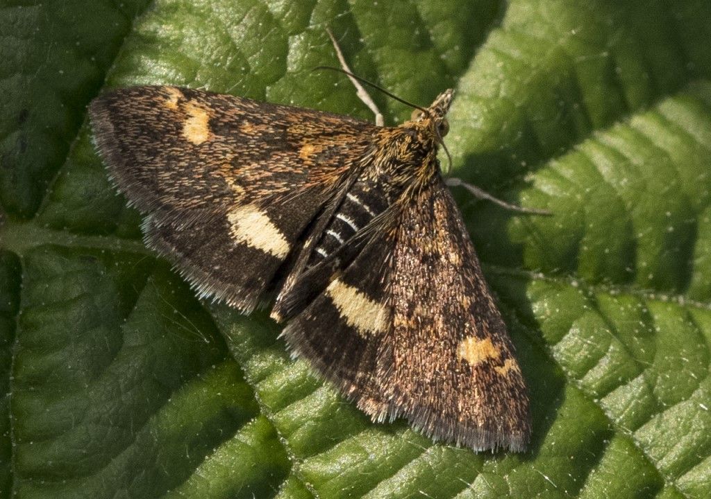 Pyrausta aurata ? , Natura Mediterraneo | Forum Naturalistico