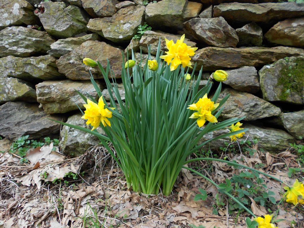 Narcissus sp. , Natura Mediterraneo | Forum Naturalistico